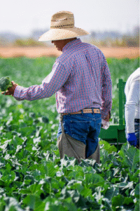 Ocp Nutricrops Fertilizer Use